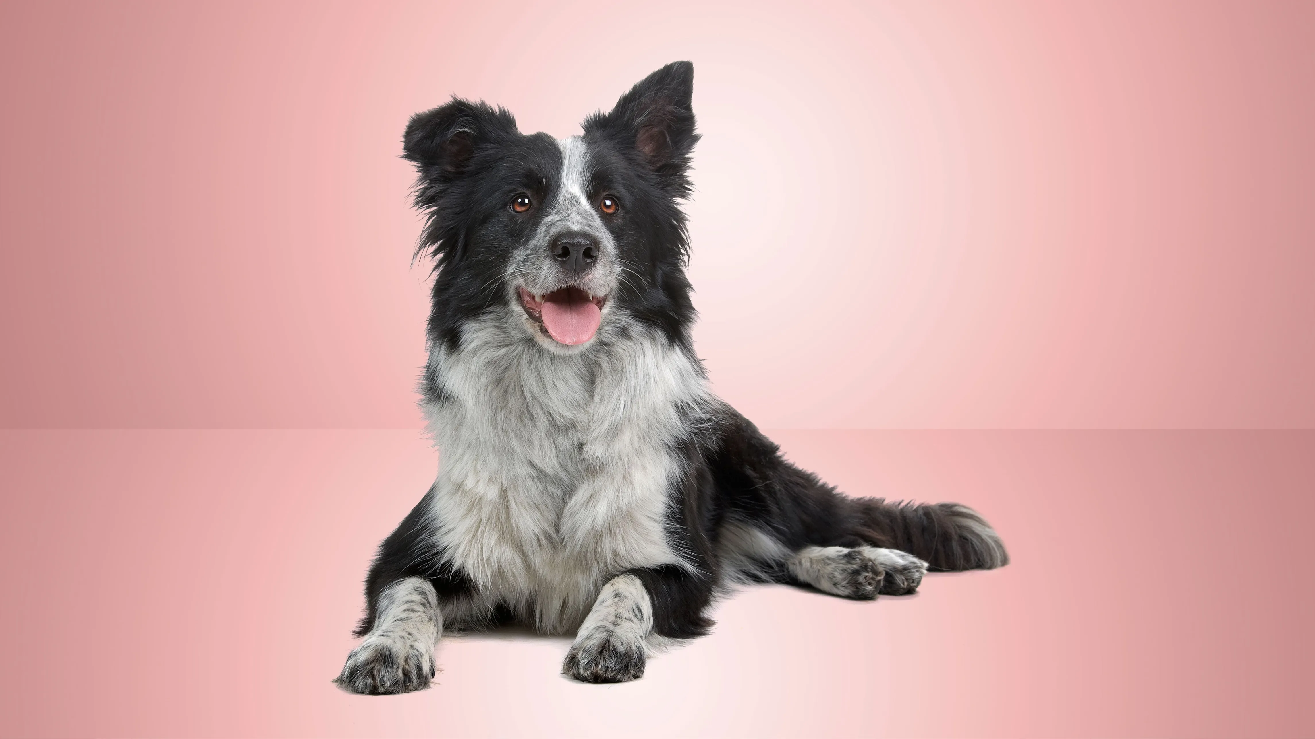 The best pet insurance in South Dakota for 2026