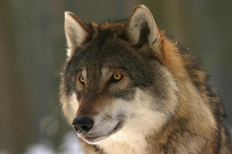 Loup : le préfet de Haute-Loire renforce les aides aux agriculteurs ...