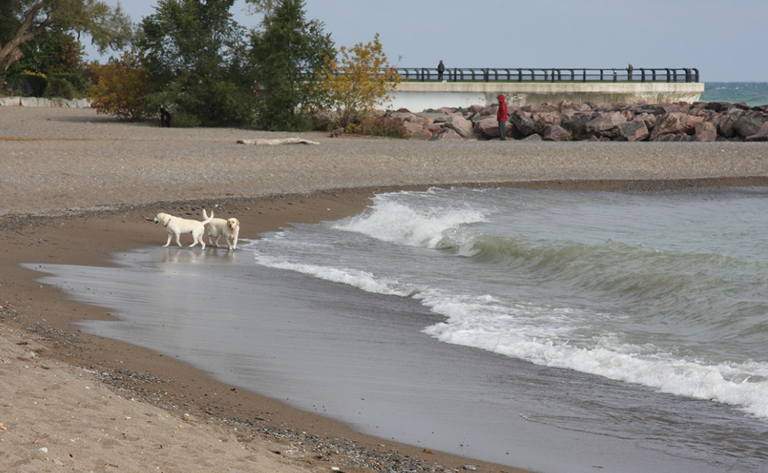 Toronto's top 5 beaches according to Sun readers