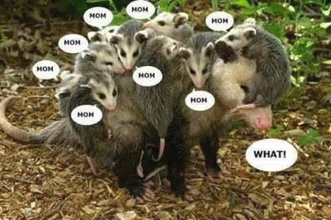 Friday feral fun featuring 27 funny wild animal memes