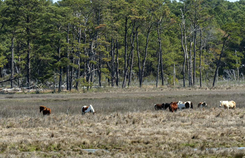 15 coastal and migratory bird refuges for spectacular bird watching