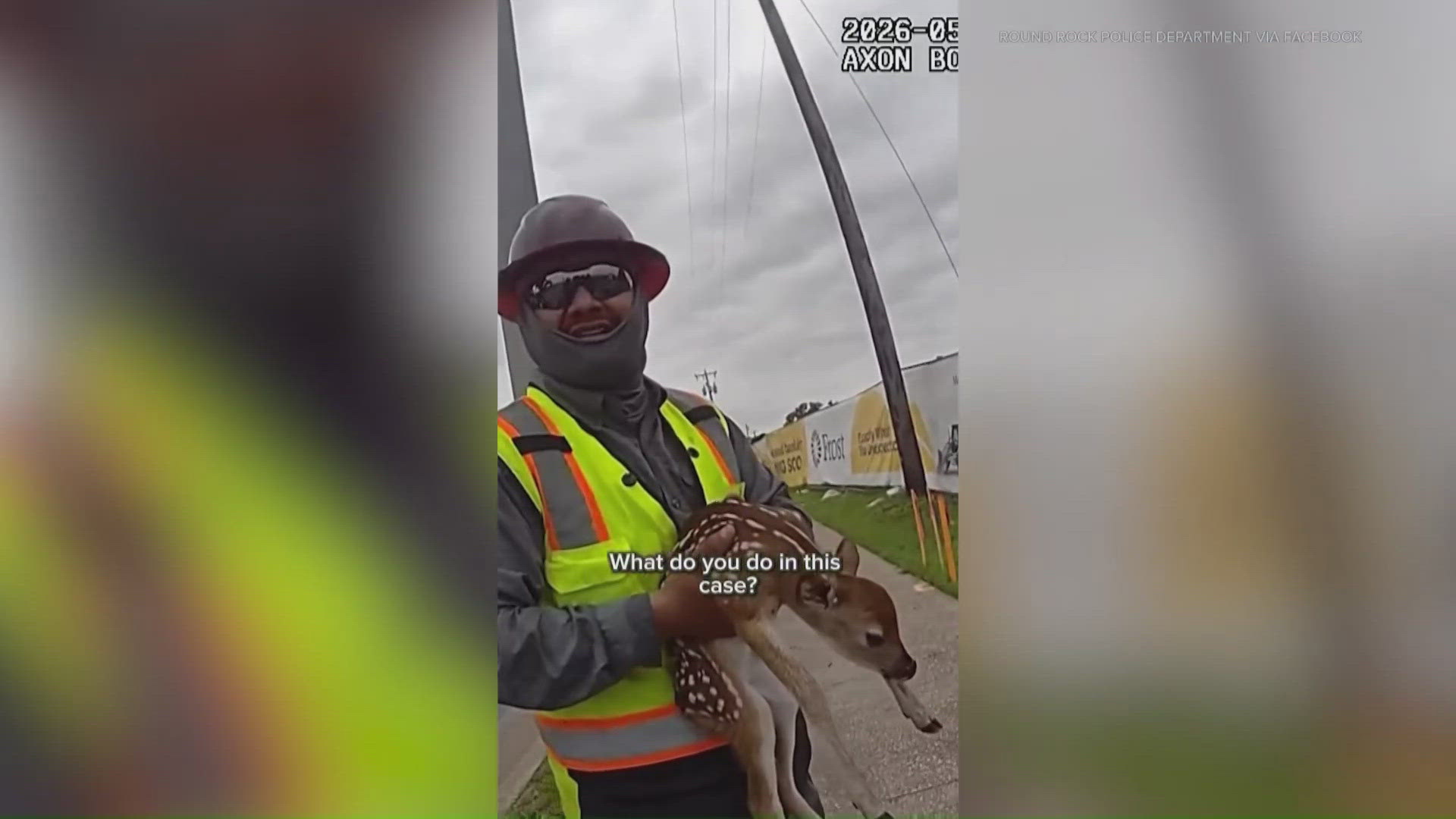 Round Rock police officer rescues fawn trapped under fence