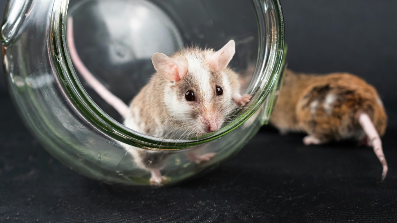 A drug combo studied for anti-aging just backfired in mice ...