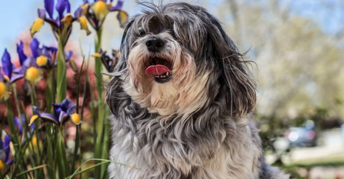 10 reserved dog breeds that appreciate calm and personal space