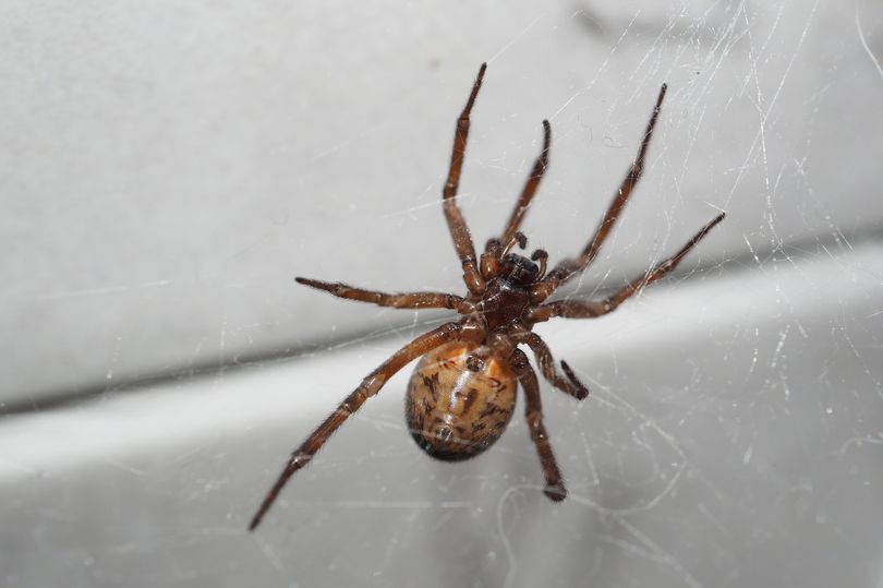 Brits warned over country's 'most dangerous spider' as home invasions ...