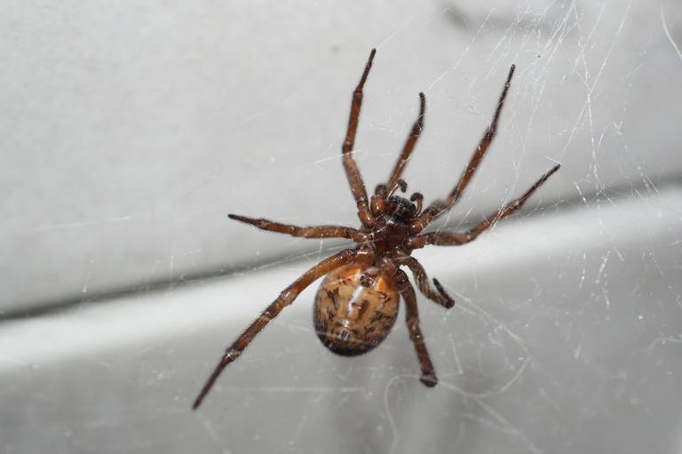 Brits warned over country's 'most dangerous spider' as home invasions ...