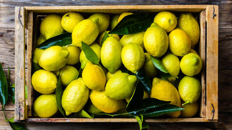 All your questions about lemons finally answered