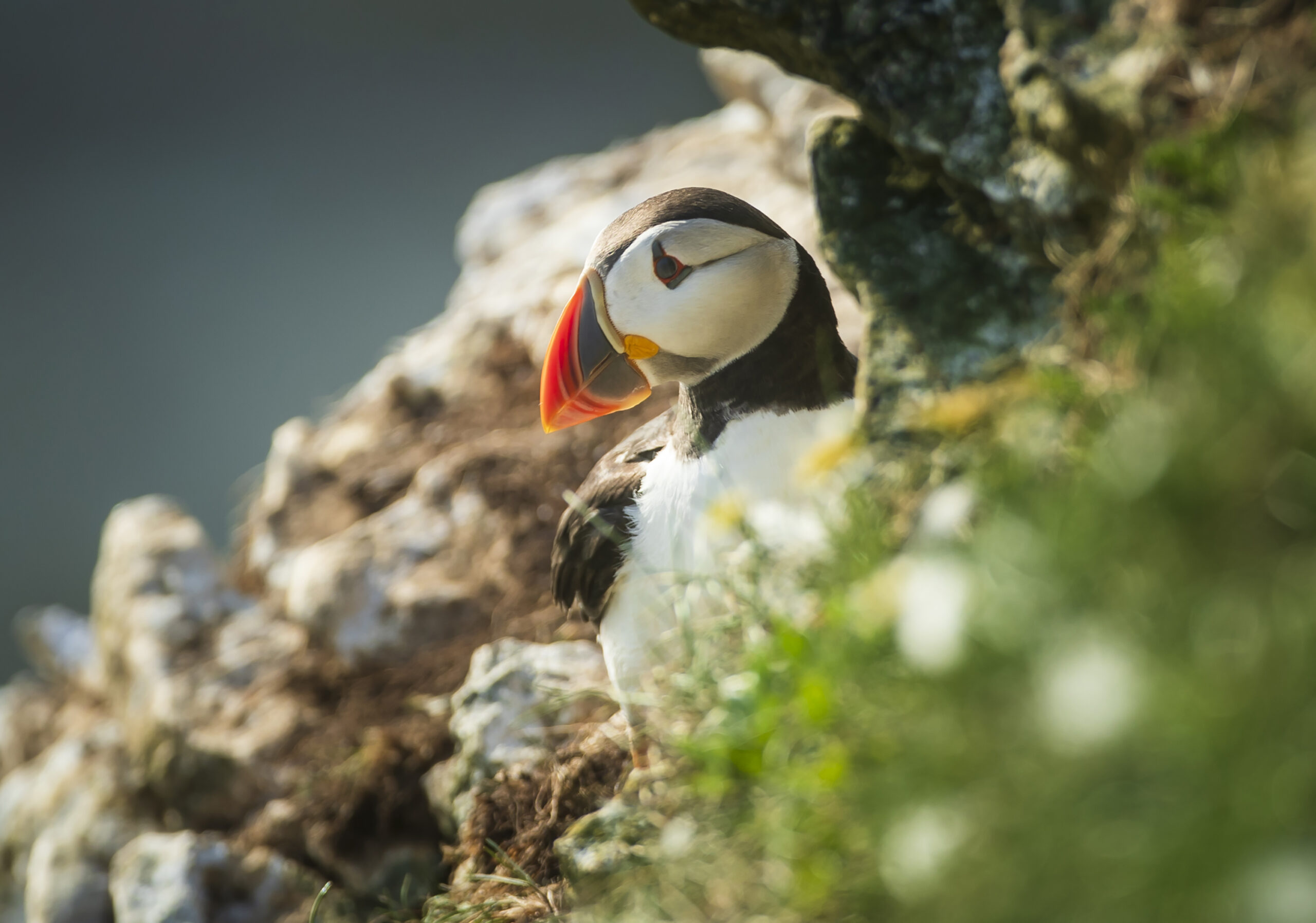 Bempton Cliffs: The fabulous pilgrimage of seabirds