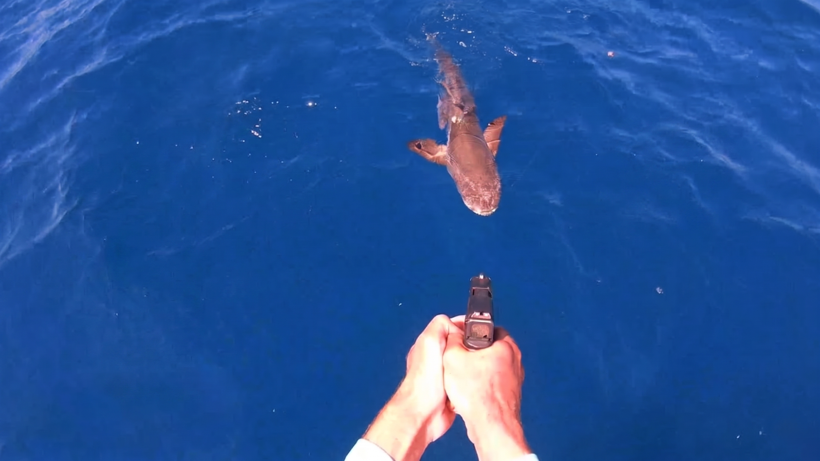 This massive shark came straight at the boat - so I shot it