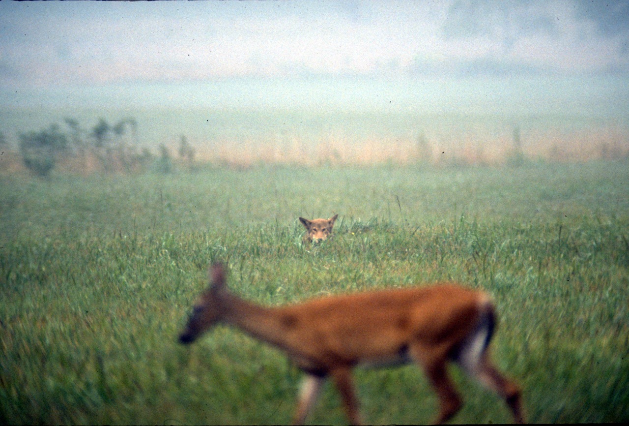 The Beasts of the East review: Return of the Wild East