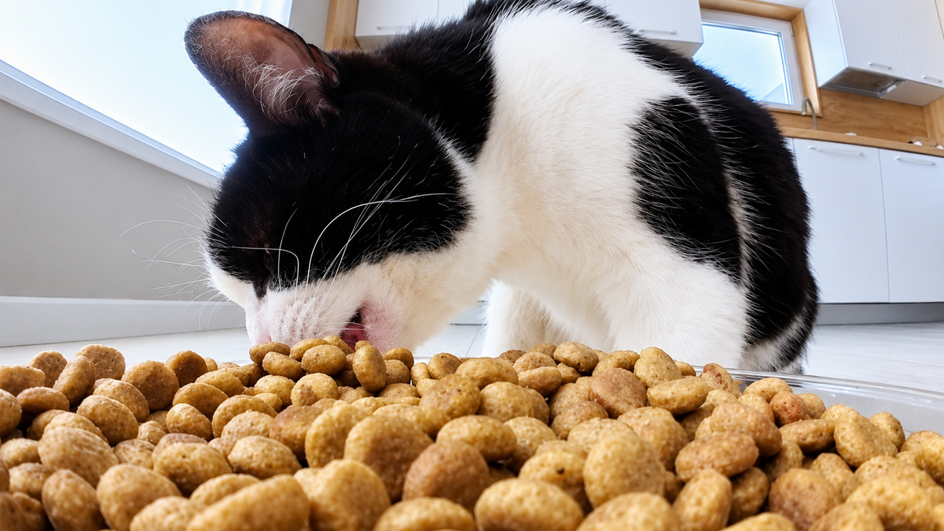 Listen to this cat enjoying dinner