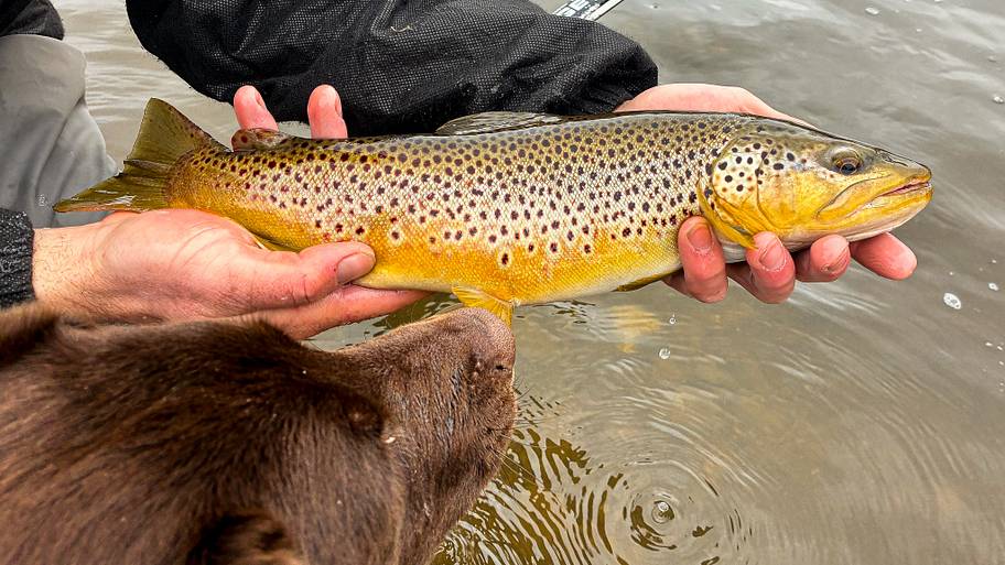 How to fly fish for brown trout in the moonlight