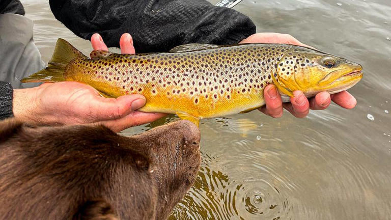 How to fly fish for brown trout in the moonlight