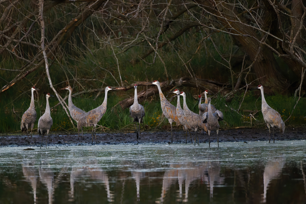 15 coastal and migratory bird refuges for spectacular bird watching