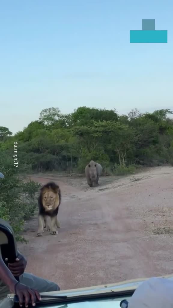 Rhino freaks lion out with safari guides onlooking