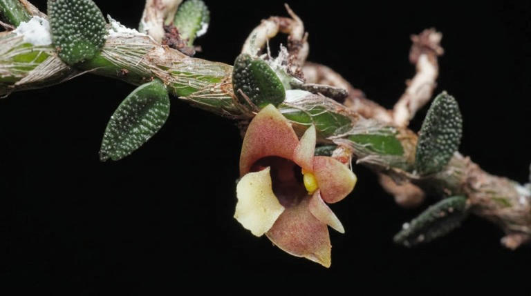 Scientists discovered a zombie fungus that turns spiders into the ...