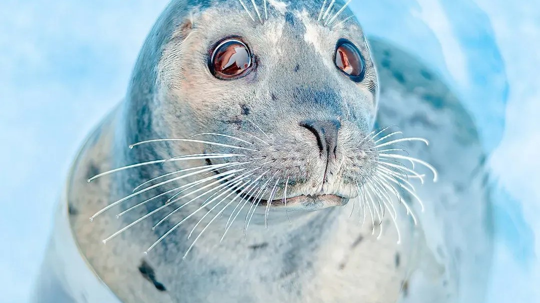The ocean animals most vulnerable to changing sea conditions