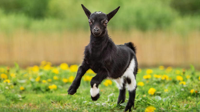 Mini goats get a piggyback ride to steal bird feeder treats