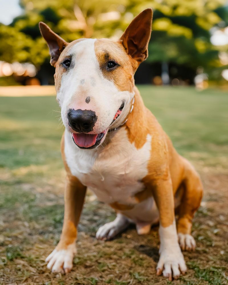 11 wildly quirky dog breeds that make ordinary life feel impossible