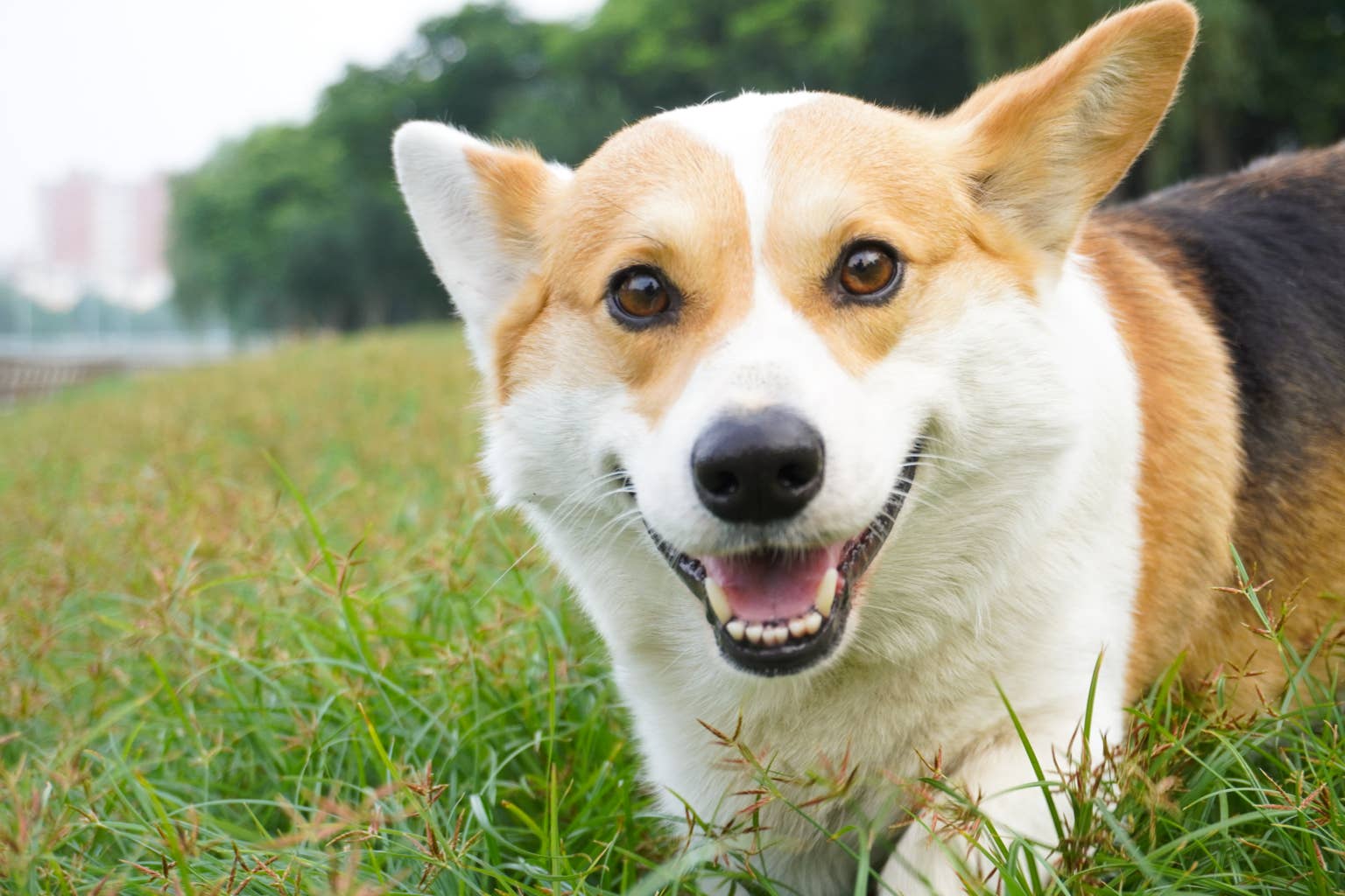 Corgi's heartwarming reunion with husky bestie next door brings joy to all