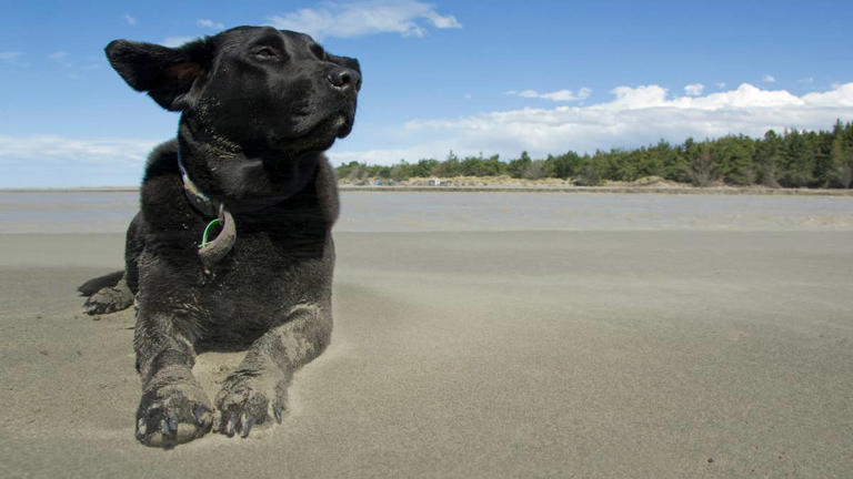 Black lab uses his floppy ears as a wind detector becoming the ultimate ...