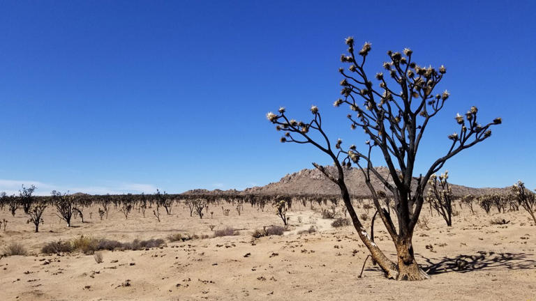 Megafire kills Joshua trees, but not fungi