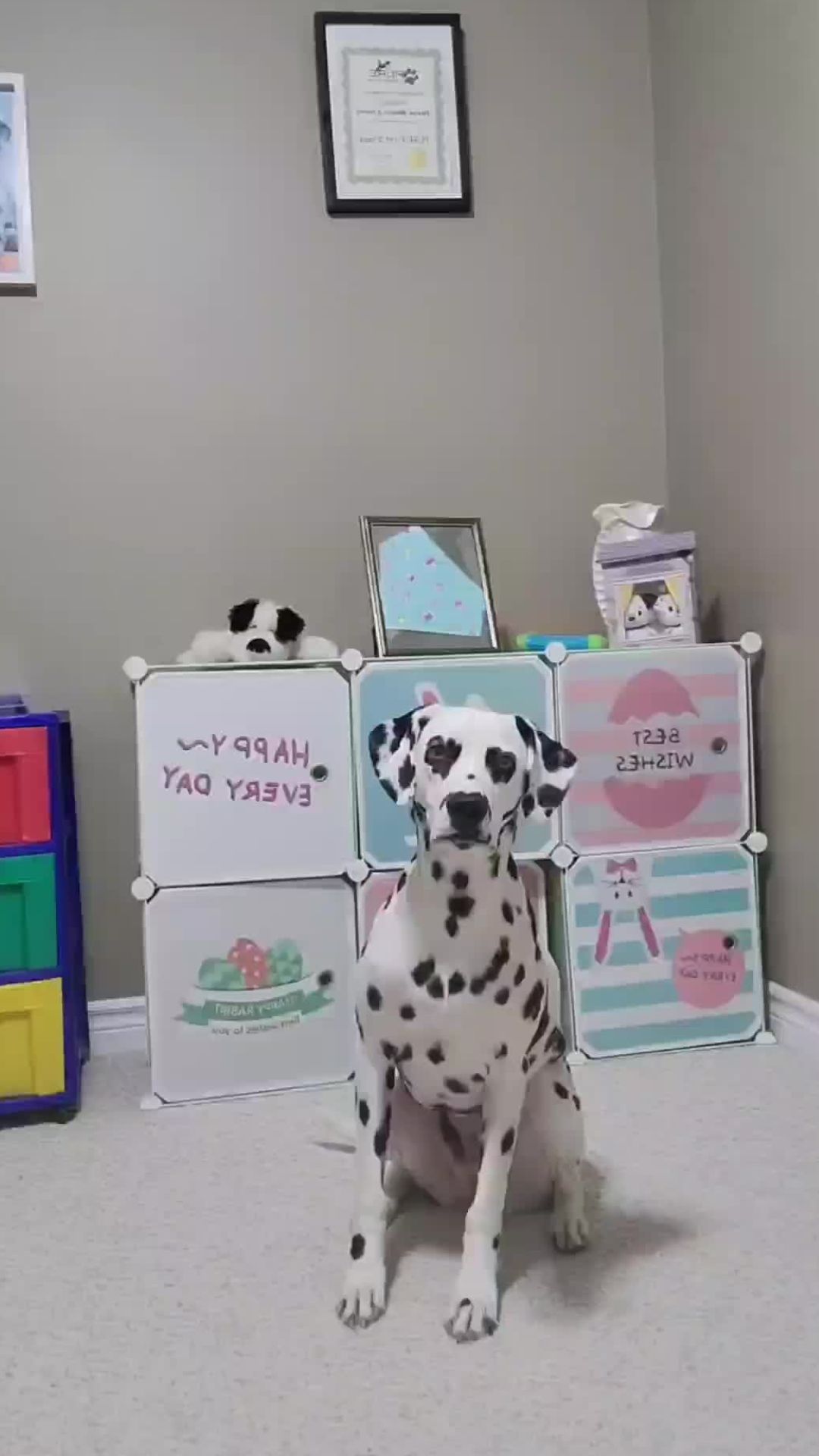 Cute dog moments that make you smile instantly