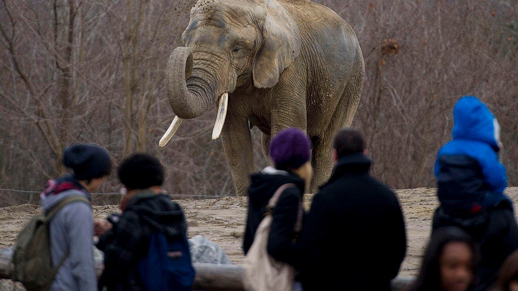 Former Toronto Zoo elephant Toka dies after decade at California sanctuary