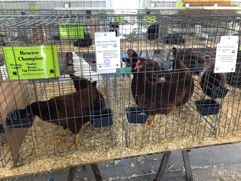 Minnesota county fairs list: 80+ fairs to visit in 2026