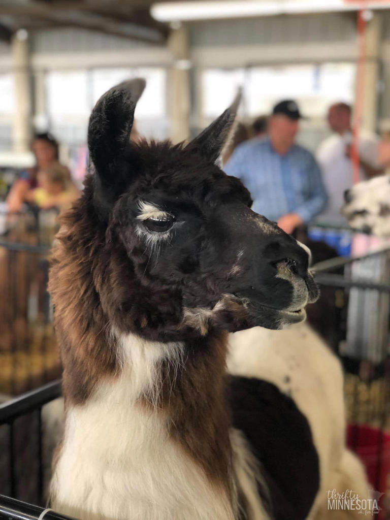 Minnesota county fairs list: 80+ fairs to visit in 2026