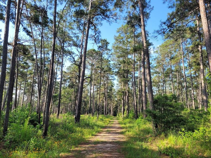 This 2.3-mile hike in Texas leads you to a swinging suspension bridge ...