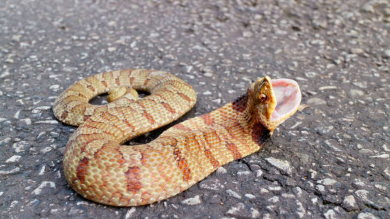 Why the eastern hognose snake is called nature's best actor—it plays ...