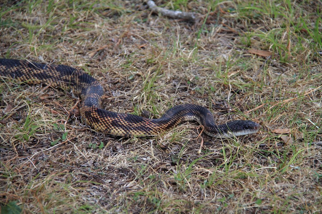 Snake spotted near Austin homes leaves residents stunned and looking twice