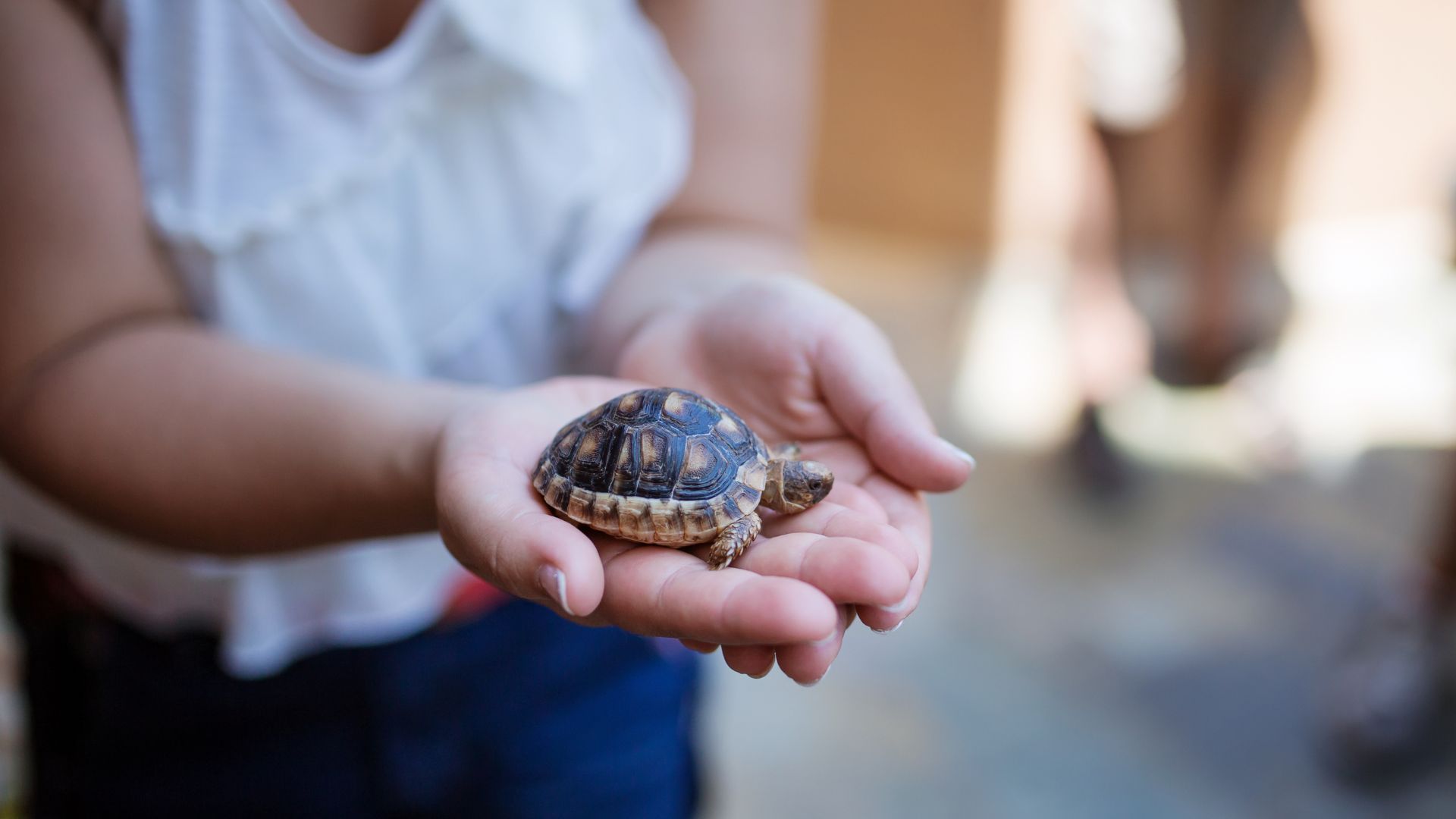 The best small pets for compact homes