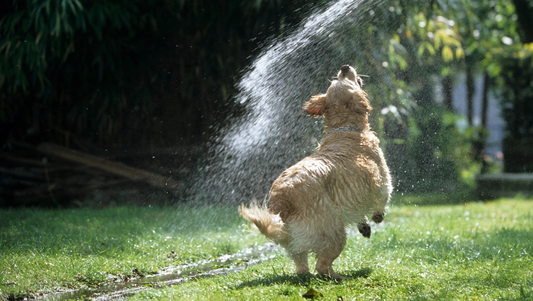 Golden retrievers' joyful water antics make waves online