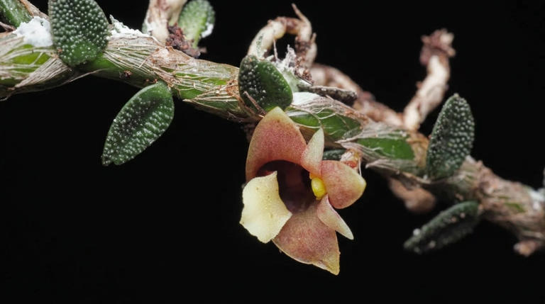 Scientists discovered a zombie fungus that turns spiders into the ...