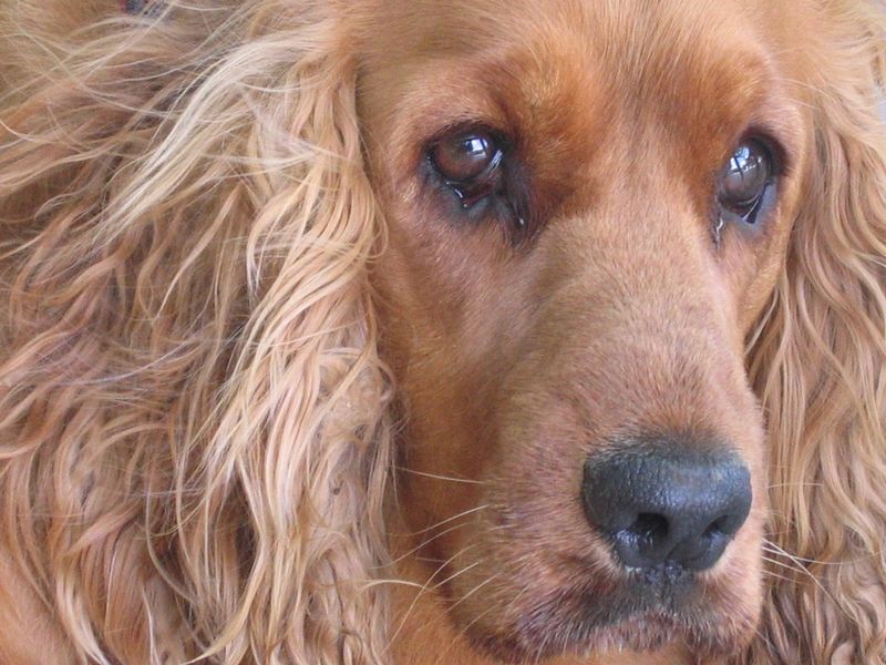 10 dog breeds whose eyes seem strangely human and deeply expressive