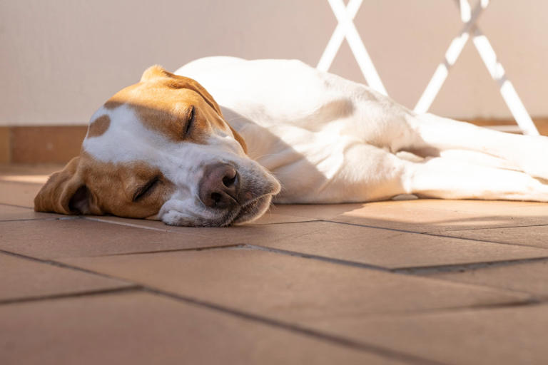 Experts’ top tips on keeping children and pets safe in the heat