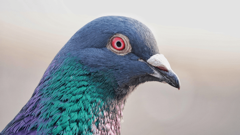 Pigeons may have a hidden compass, and it's not where scientists ...
