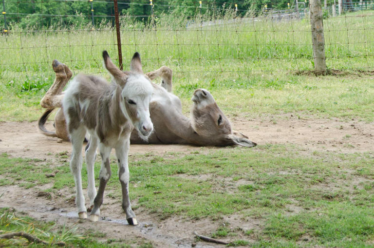 Watch a miniature donkey baby's adorable journey to overcome his fear ...
