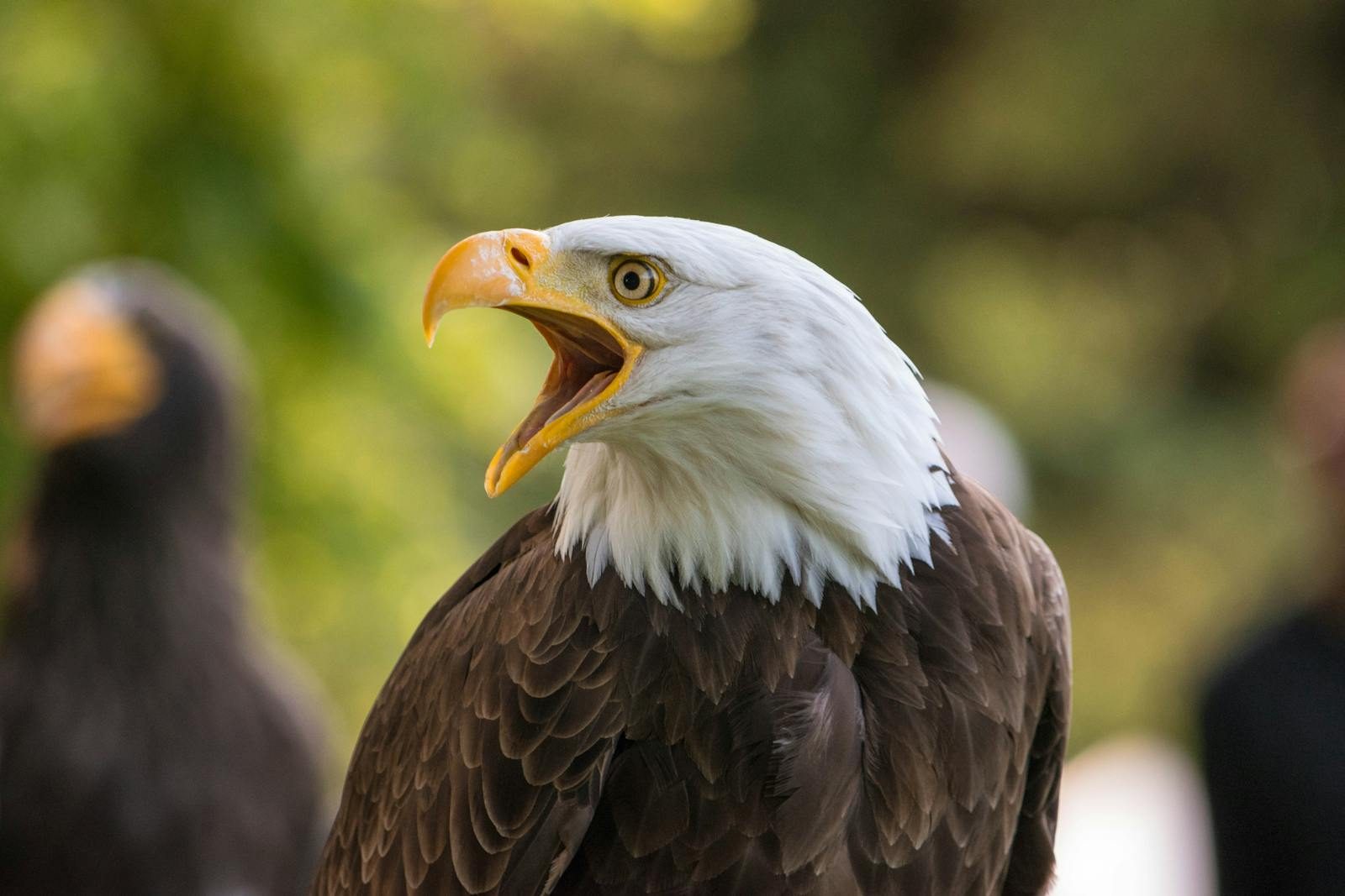 Chicago’s first bald eagle chicks in over a century signal a stunning ...