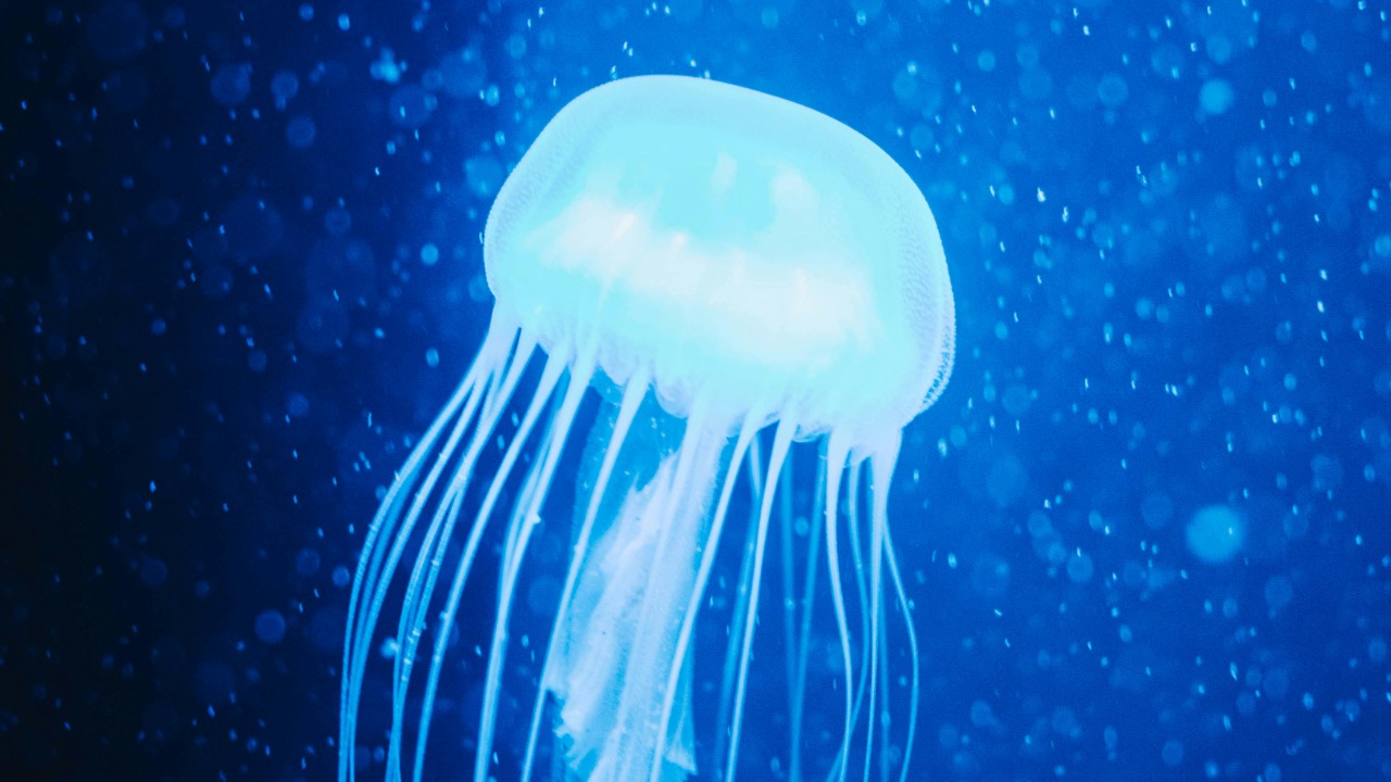 Marine biologists just filmed a brand-new deep-sea jellyfish 14,000 ...