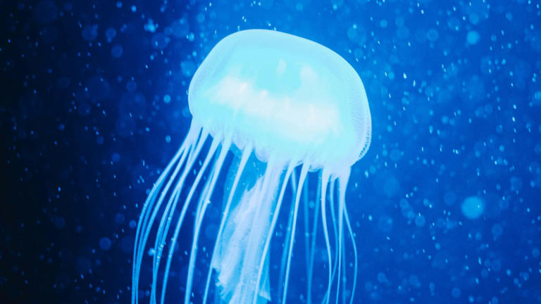 Marine biologists just filmed a brand-new deep-sea jellyfish 14,000 ...