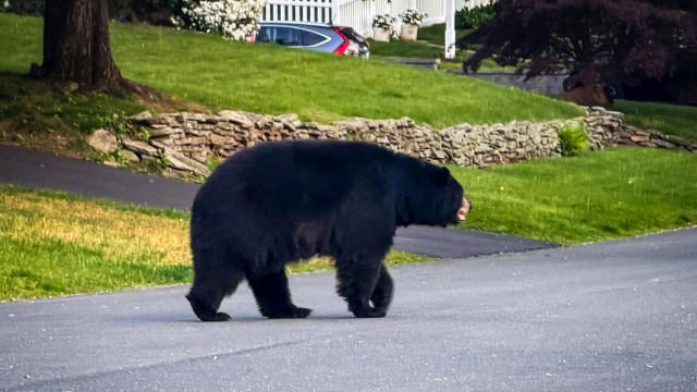 Doorbell camera captures black bear ringing bell at New Jersey home ...