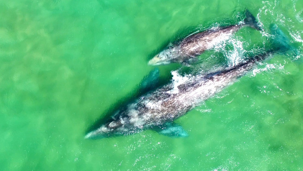 Gray whales: From devil fish to gentle giants, why the change remains a ...