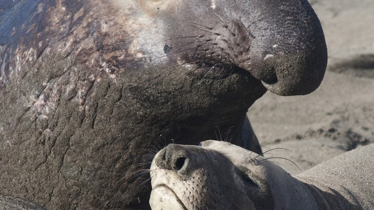 Why do some animals sleep with one eye open and half their brain awake?