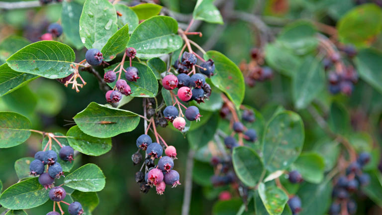 Kaum bekannt! Diese Beeren schmecken nach Marzipan