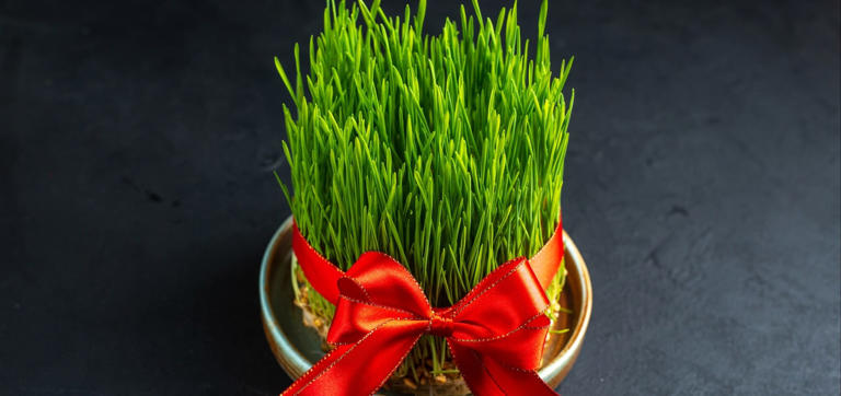 Benefits of wheatgrass juice: Key nutrients, perks, and side effects