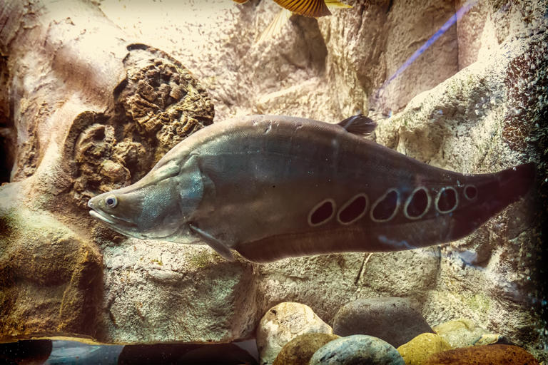 Big tropical fish 2026: Here are 12 of the largest breeds of colourful ...