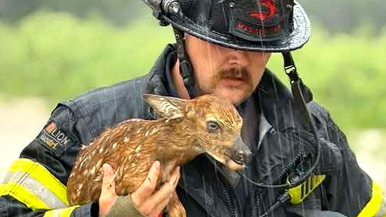 Fire captain wades into floodwater to rescue baby deer in Indiana
